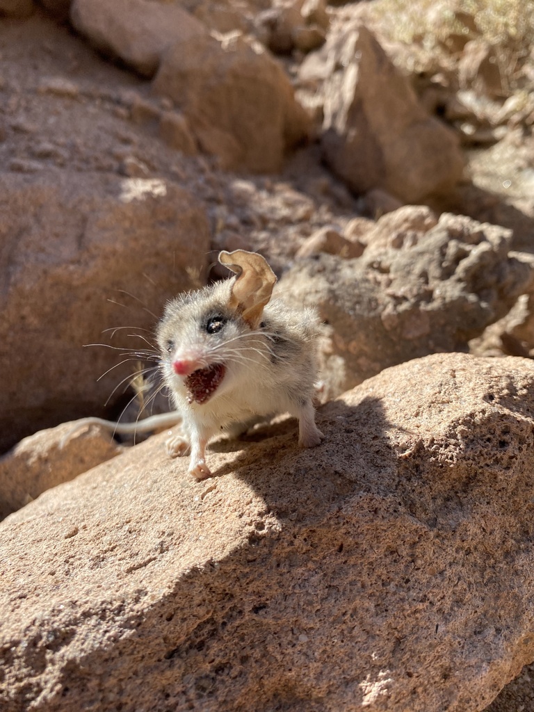 White-bellied Fat-tailed Mouse Opossum from San Pedro de Atacama, San ...