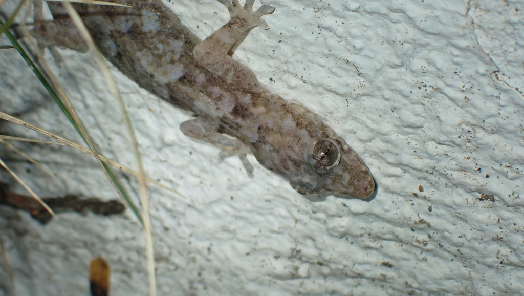 Tropical House Gecko from Guanica, Guánica, Puerto Rico on February 26 ...