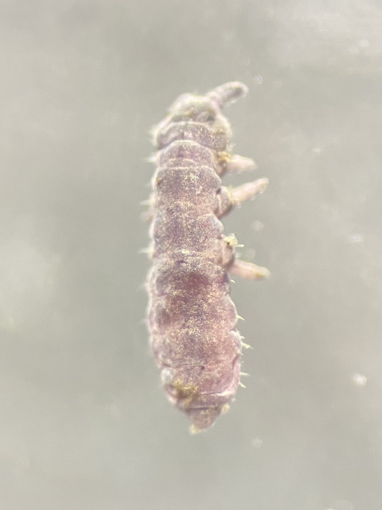 Water Springtail from S Dean Rd, Orlando, FL, US on February 09, 2024 ...