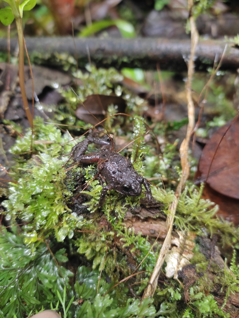 Rain and Robber Frogs from 6 de Julio de Cuellaje (Cab. en Cuellaje ...