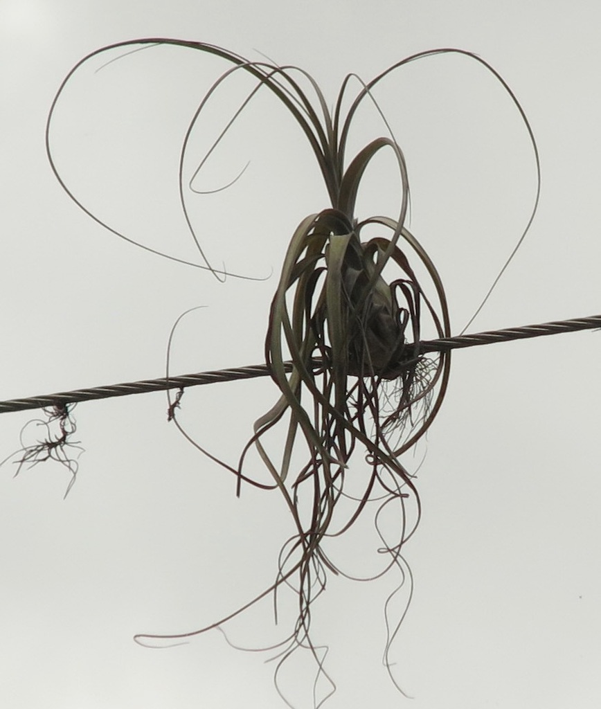 Balbis' airplant from Brompton, Jamaica on February 21, 2013 at 02:08 ...