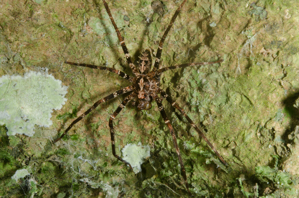 Wandering Spiders from Zadie, Gabon on January 29, 2024 at 11:23 PM by ...