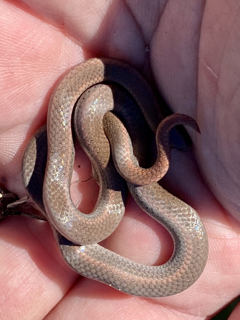 Sharp-tailed Snake in February 2024 by biggerdigger. Found under a rock ...