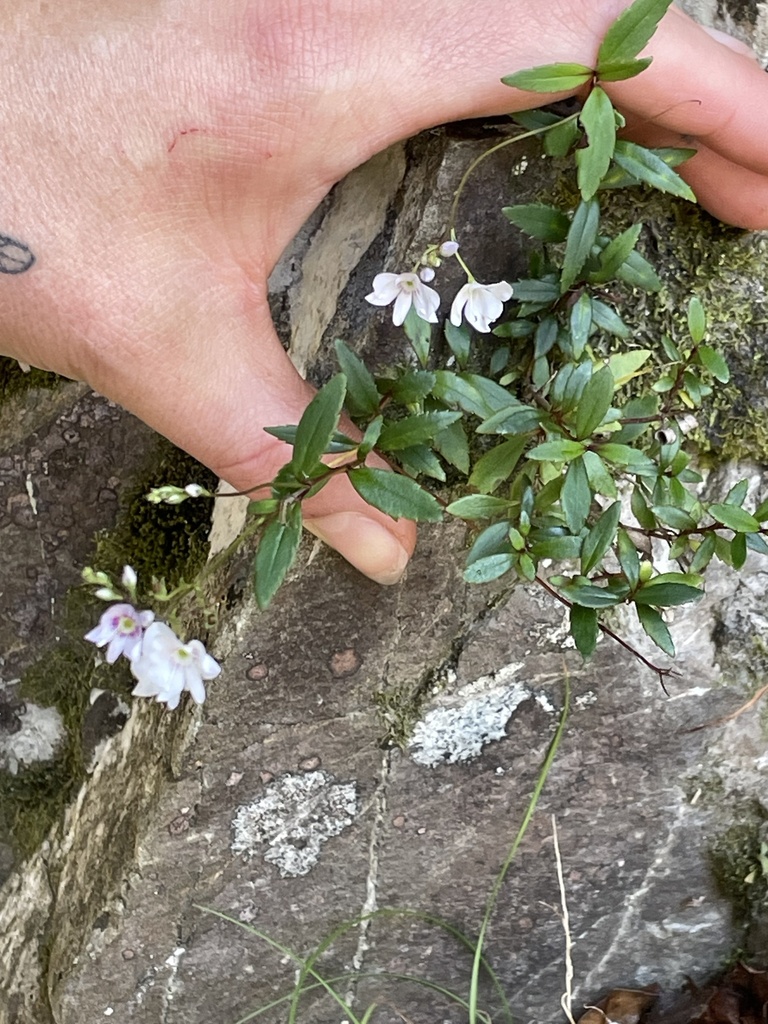 Veronica lanceolata from Te Ika-a-Māui/North Island, Takapau, Hawke's ...
