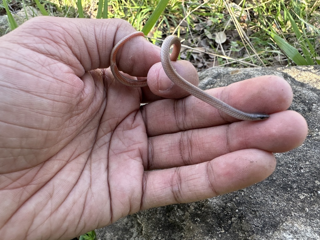 Flat-headed Snake from Pemberton Pkwy, Austin, TX, US on February 22 ...