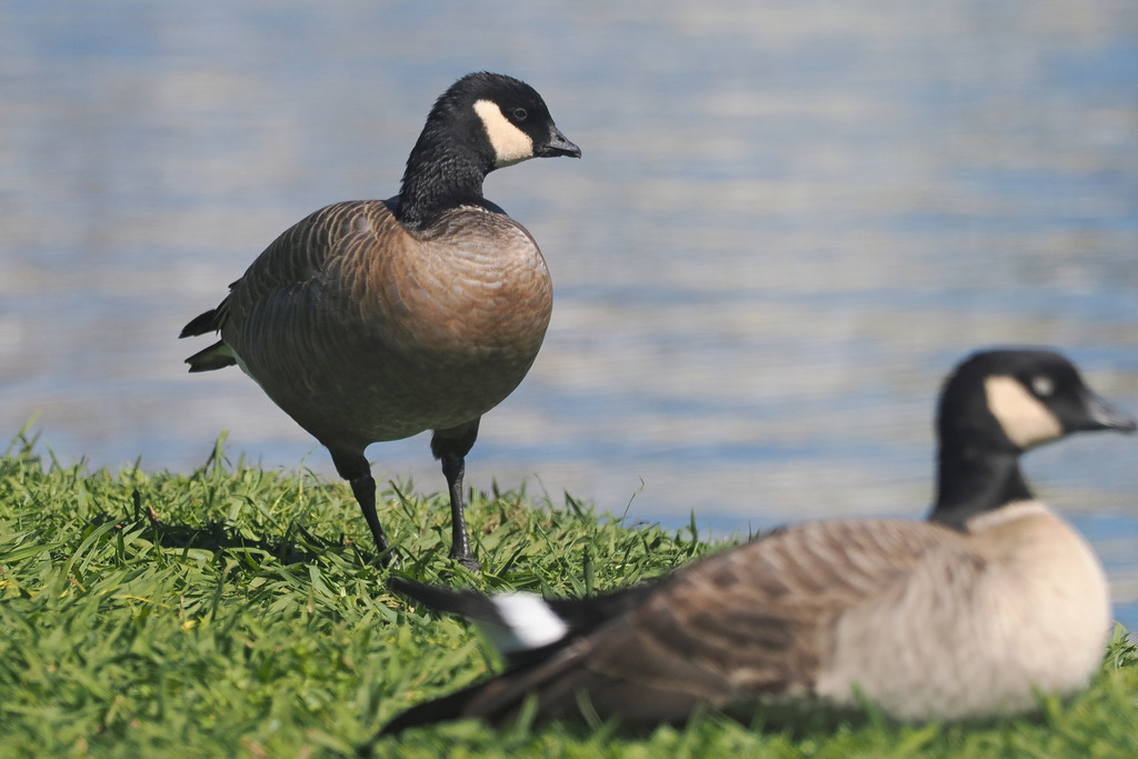 Small Cackling Goose from Half Moon Bay, CA, USA on February 28, 2024 ...