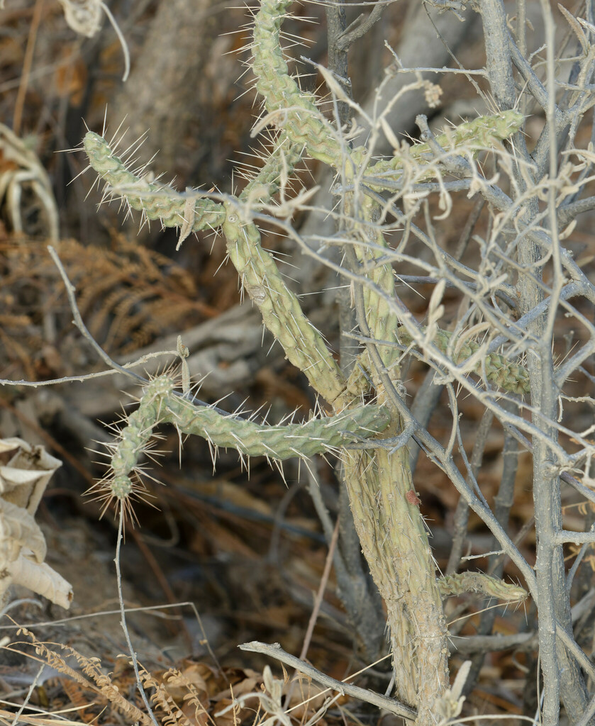 Velvet Bur Cactus from 70420 Teotitlán del Valle, Oaxaca, Mexico on ...
