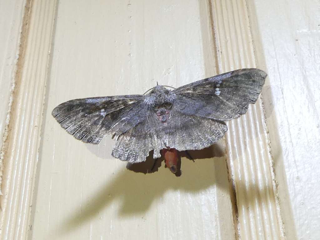 Azeta melanea from Corbin Local Wildlife, 68 Belmont Farm Road, Mason ...