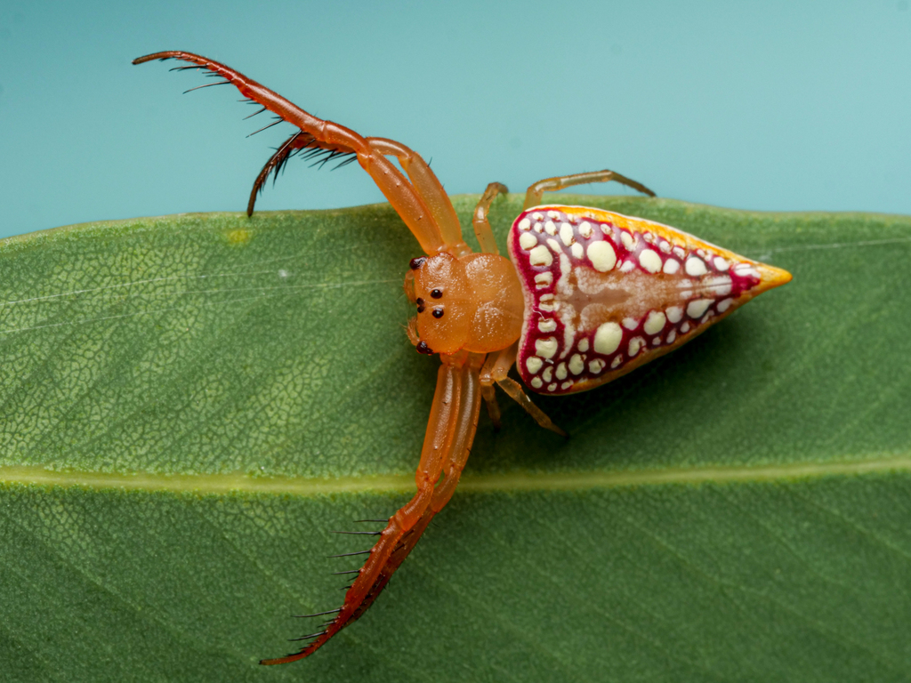 Walckenaer's Studded Triangular Spider from Rosenthal Heights QLD 4370 ...