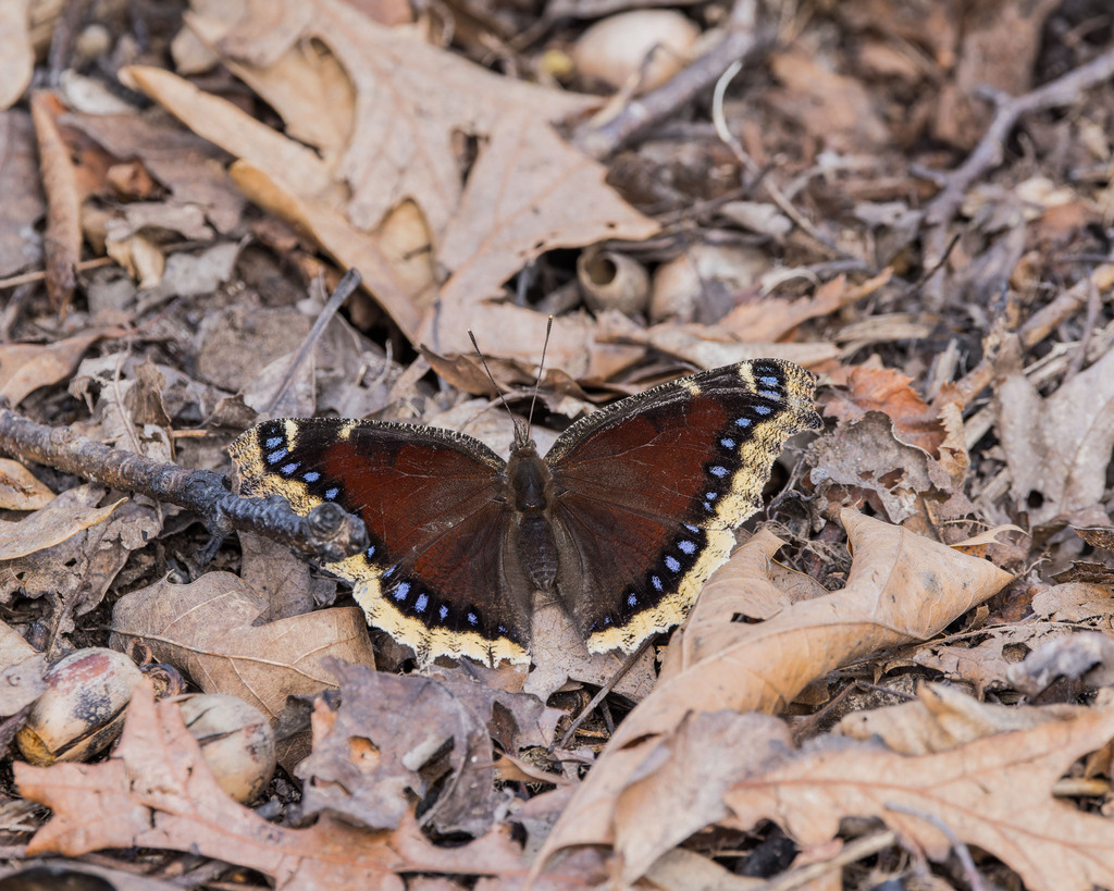 Mourning Cloak from Dupage County, IL, USA on February 27, 2024 at 12: ...