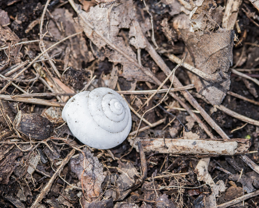 Triodopsinae from Dupage County, IL, USA on February 27, 2024 at 12:48 ...