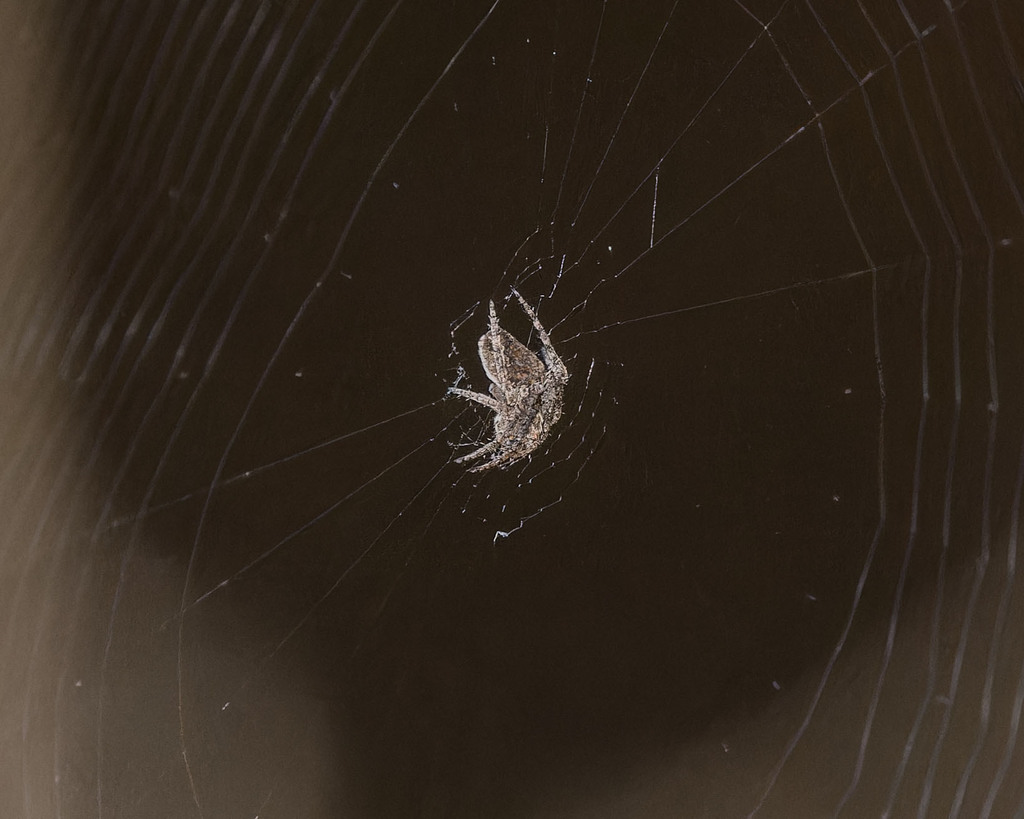 Orbweavers from Dupage County, IL, USA on February 27, 2024 at 03:21 PM ...