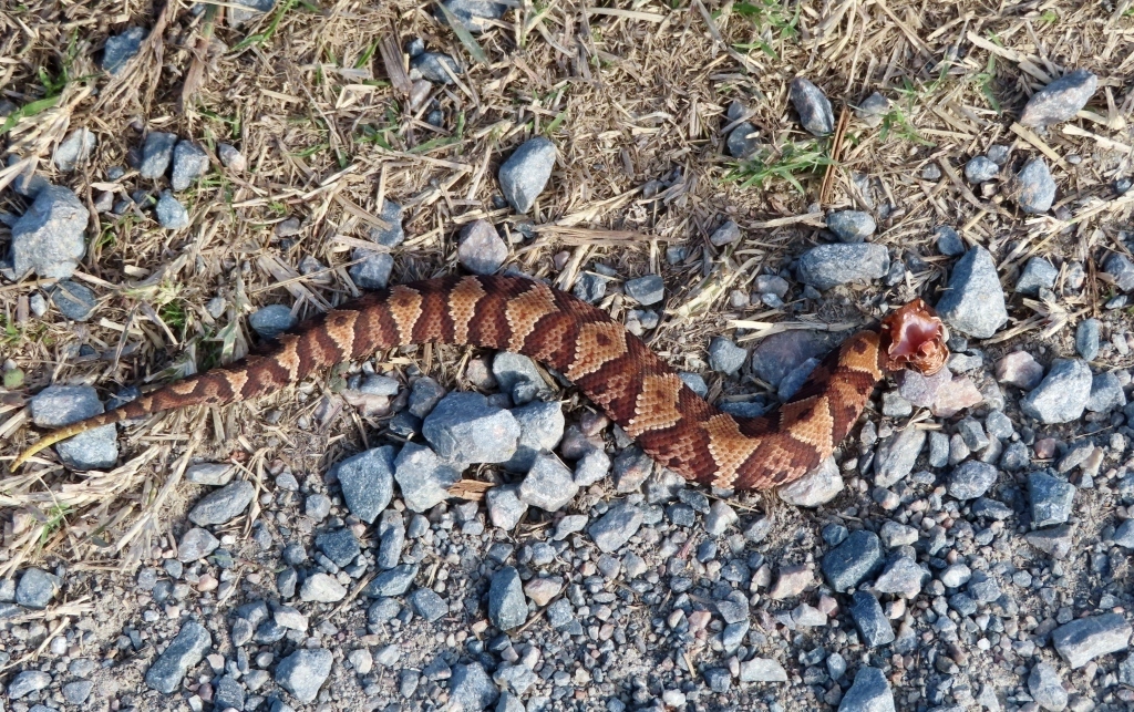 Northern Cottonmouth from Back Bay National Wildlife Refuge, 4005 ...
