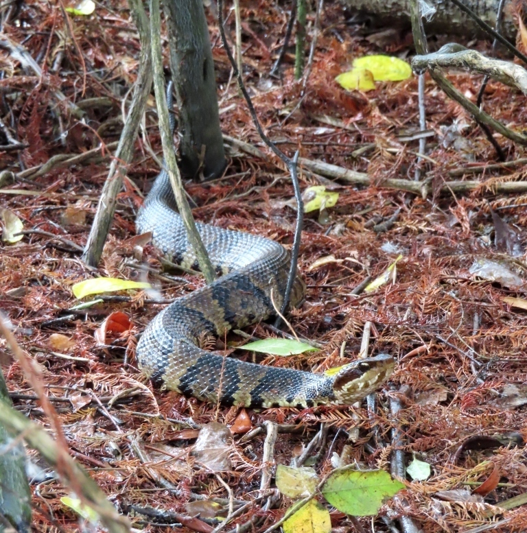 Northern Cottonmouth from Back Bay National Wildlife Refuge, 4005 ...