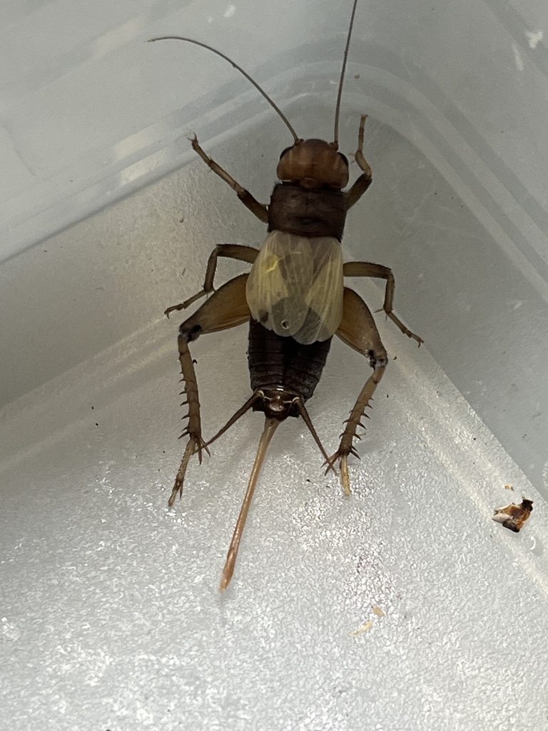 Fall Field Cricket from 304th Ave, Selby, SD, US on August 7, 2023 at ...