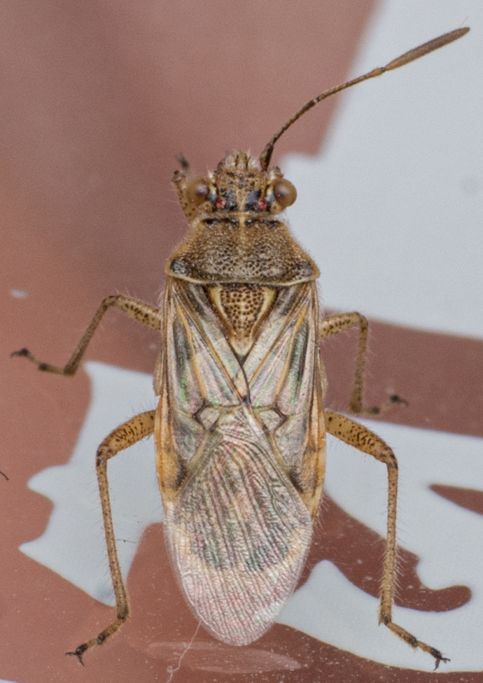 Hyaline Grass Bug from Santiago, Región Metropolitana, Chile on ...