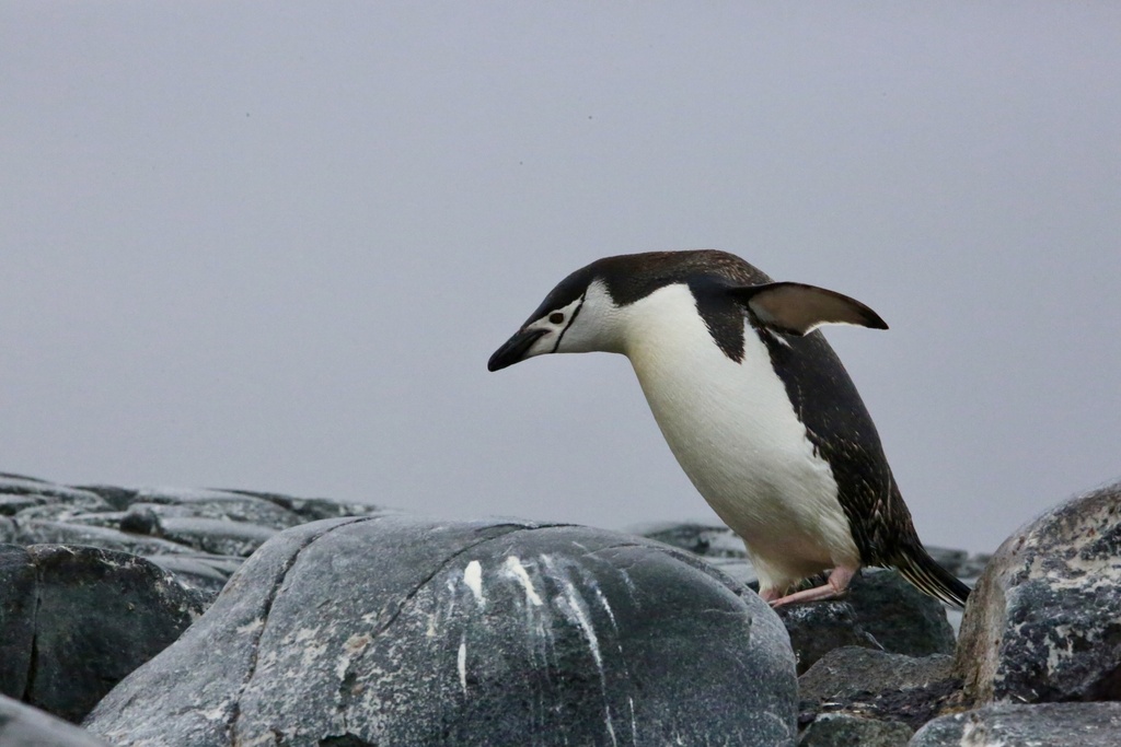 Chinstrap Penguin from Antarctica (general), AQ on February 28, 2024 at ...