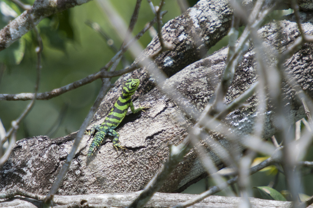 Green Thornytail Iguana from Papaichton, Guyane française on September ...