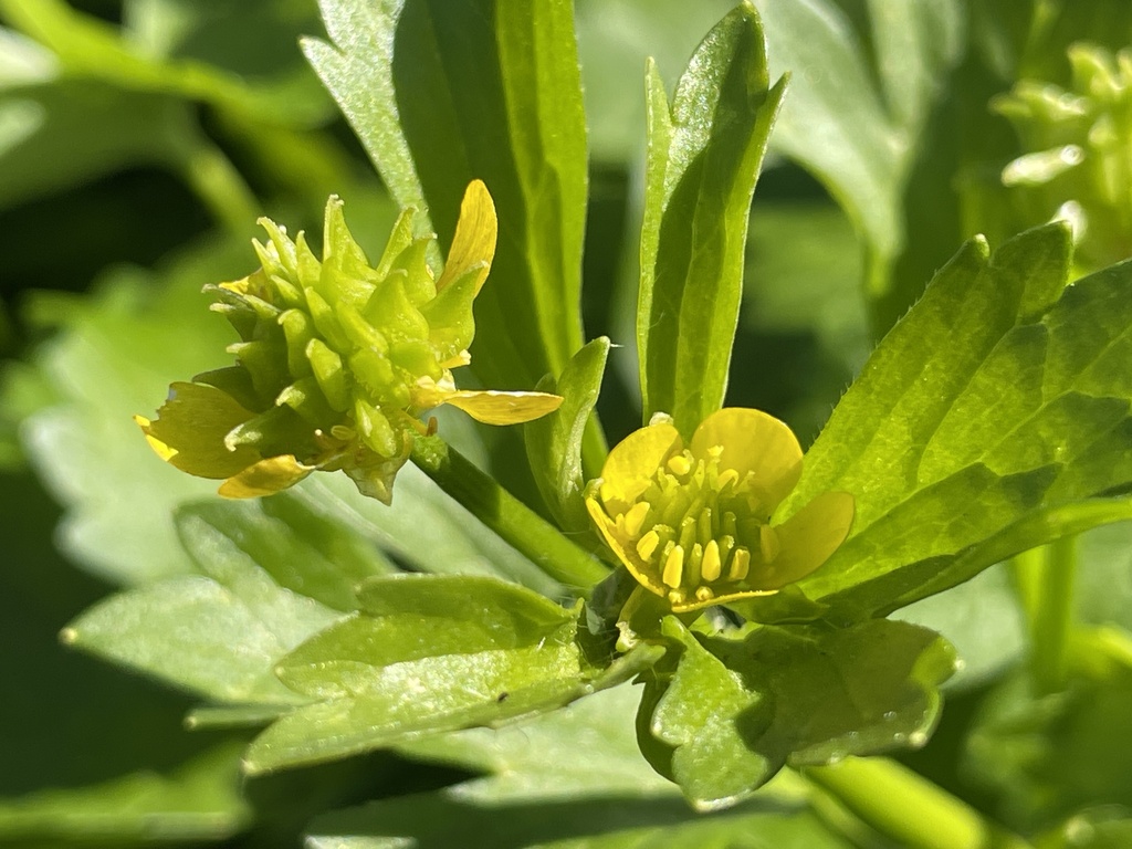 Rough-fruited buttercup from Victoria Park, San Leandro, CA, US on ...