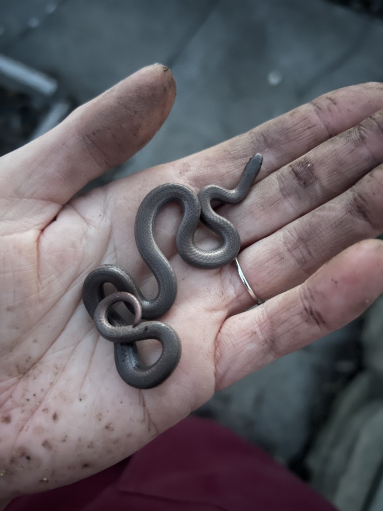 Sharp-tailed Snake from Hyatt Ln, Auburn, CA, US on February 28, 2024 ...