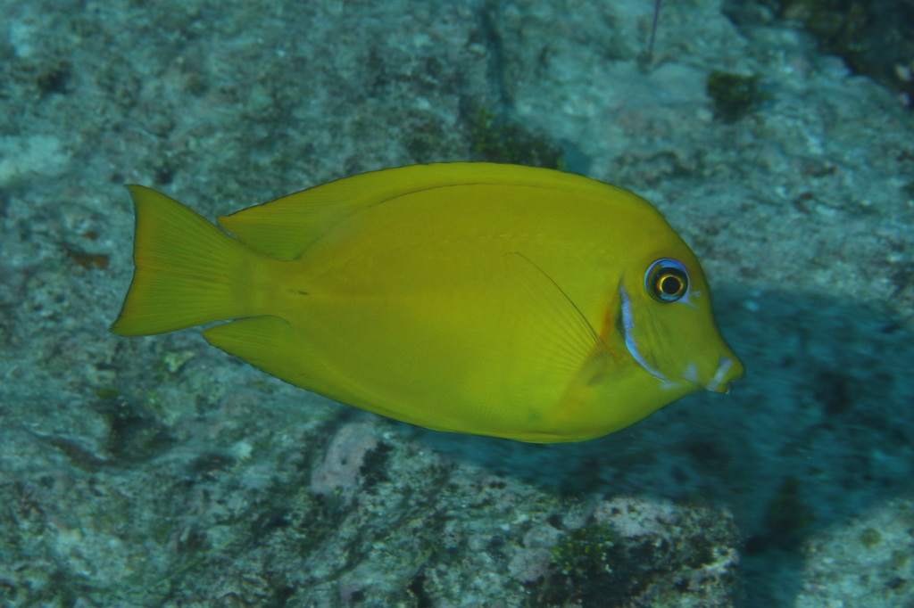 Mimic Surgeonfish from Lau, Eastern, Fiji on February 18, 2024 at 04:32 ...
