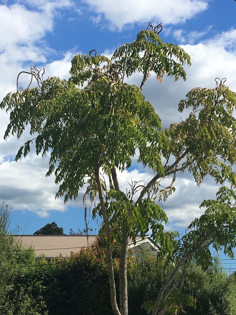 Emerald Tree from North Island, Auckland, Auckland, NZ on February 29 ...