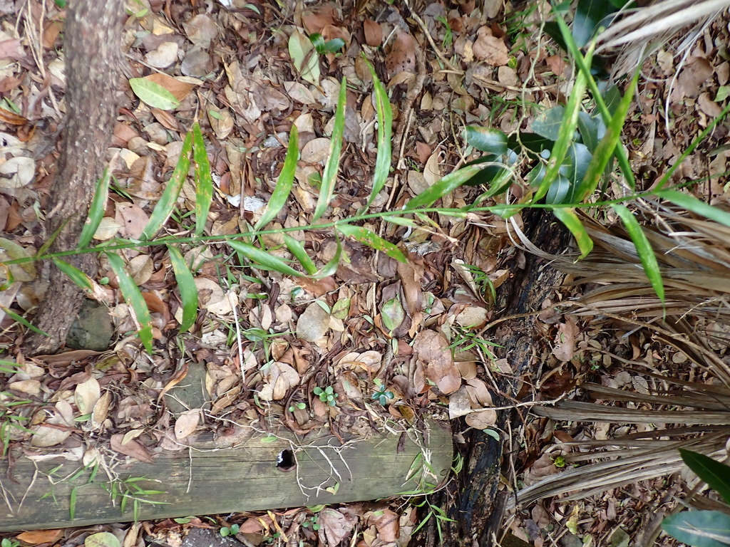 Indian Bushcane from Lord Howe Island, Old Settlement on February 29 ...