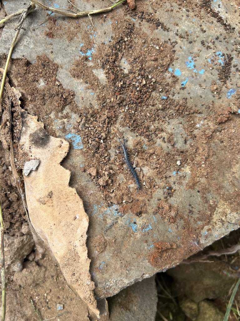 Scolopendra aztecorum from Carretera Transpeninsular, Punta Colonet, B ...