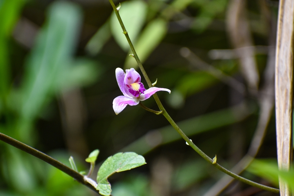 Pine Pink from San Pedro Carchá, Guatemala on February 21, 2024 at 11: ...