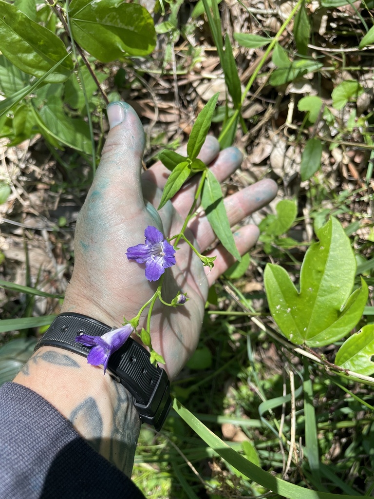 koala bells from Aberdeen Pde, Boondall, QLD, AU on February 29, 2024 ...