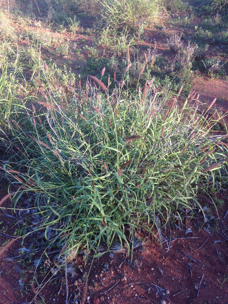buffelgrass from Bourke NSW 2840, Australia on June 9, 2016 at 04:18 PM ...