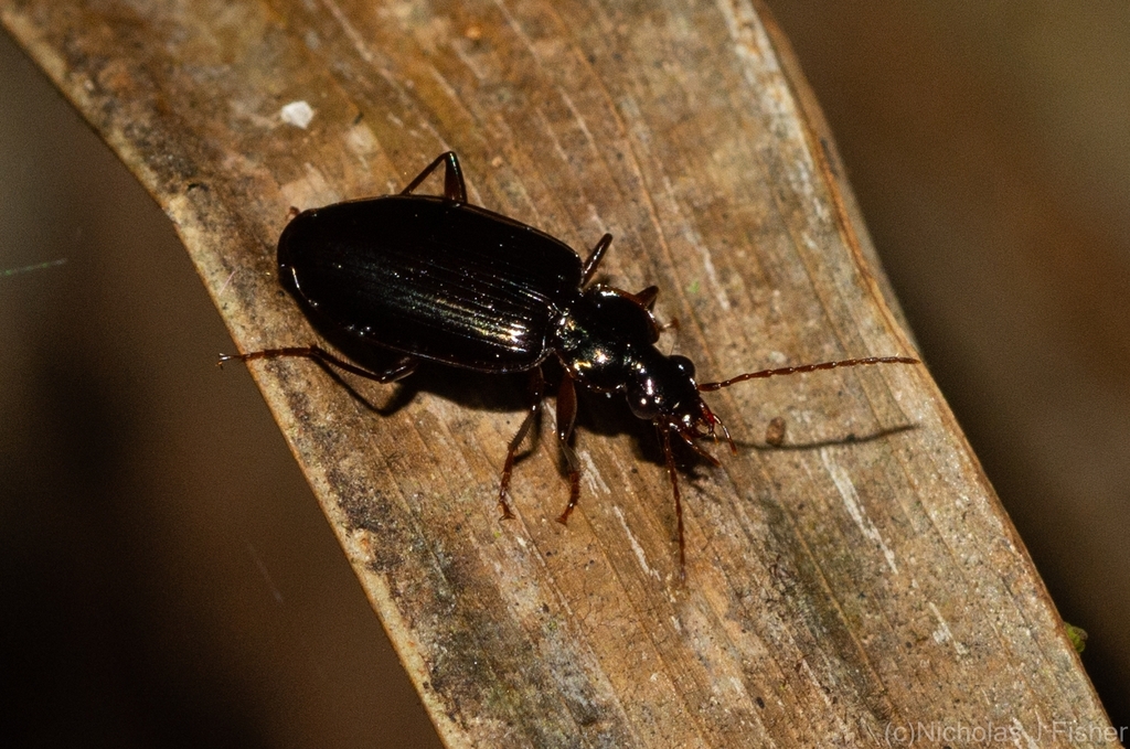 Platynini from Tamborine Mountain QLD 4272, Australia on February 4 ...