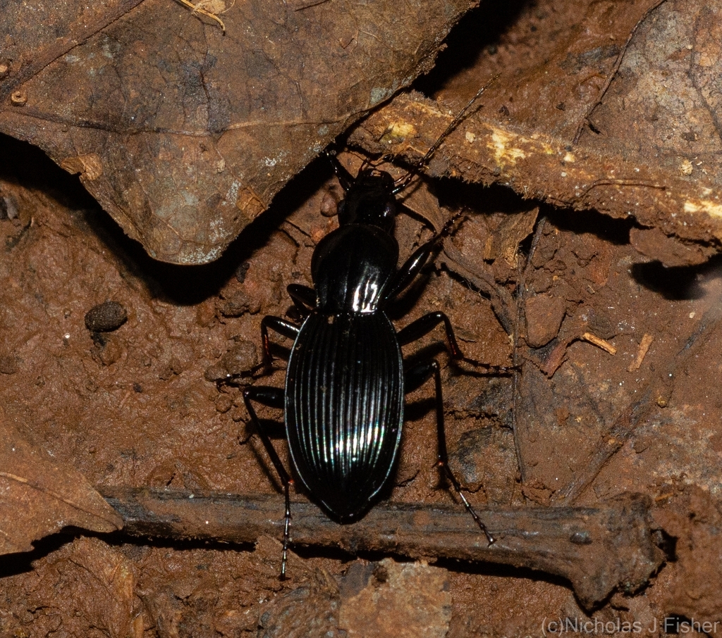 Woodland Ground Beetles from Tamborine Mountain QLD 4272, Australia on ...