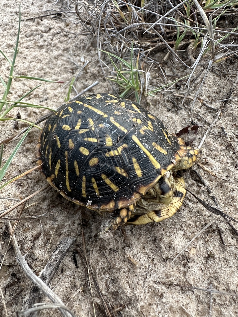 Ornate Box Turtle in June 2023 by Drew Granville · iNaturalist