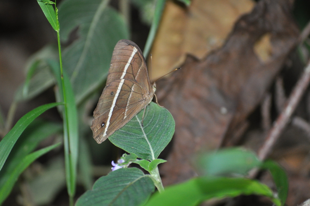 Parataygetis lineata from Santa Rosa Del Sur, Bolívar, Colombia on July ...