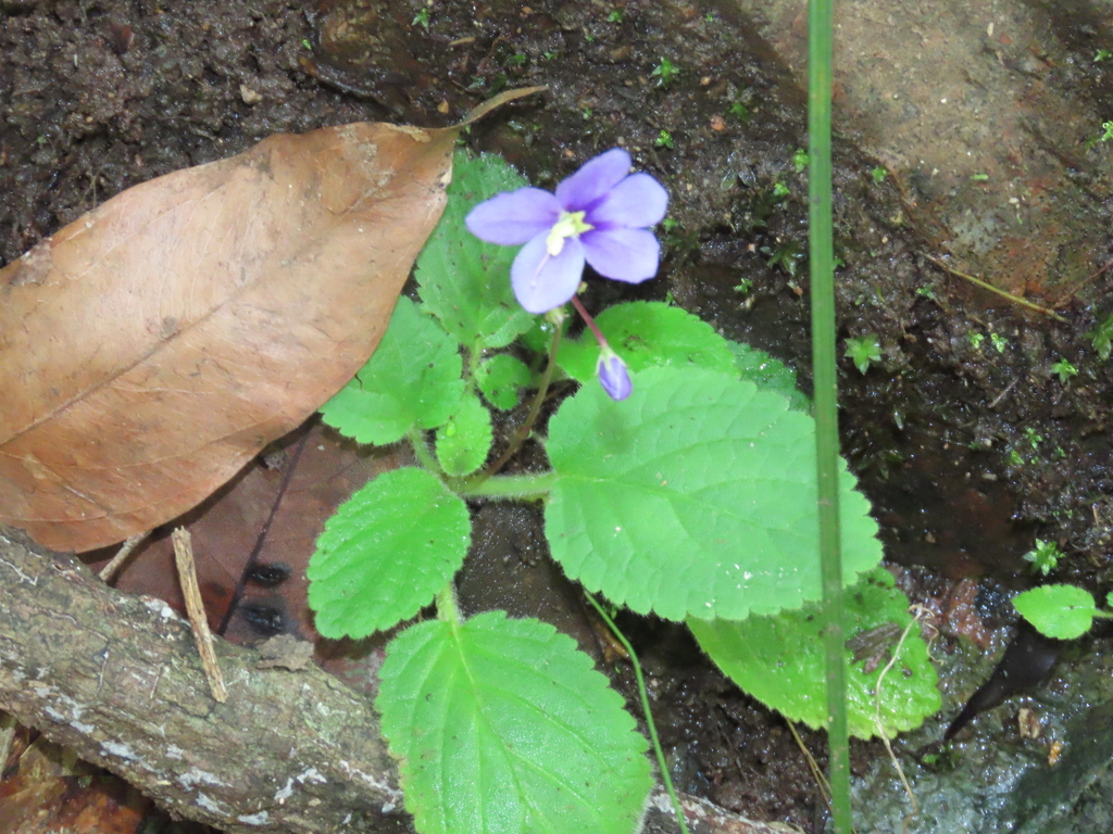 Rock Violet from Upper Barron QLD 4883, Australia on February 11, 2024 ...