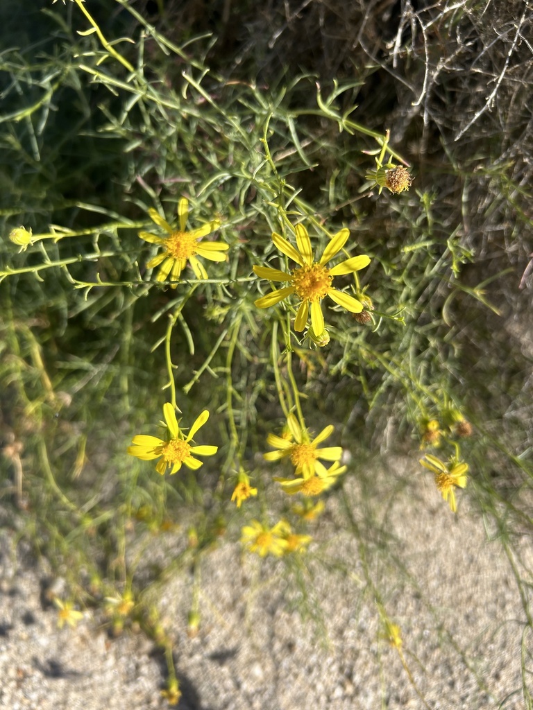 Asteroideae from Joshua Tree National Park, Indio, CA, US on December ...