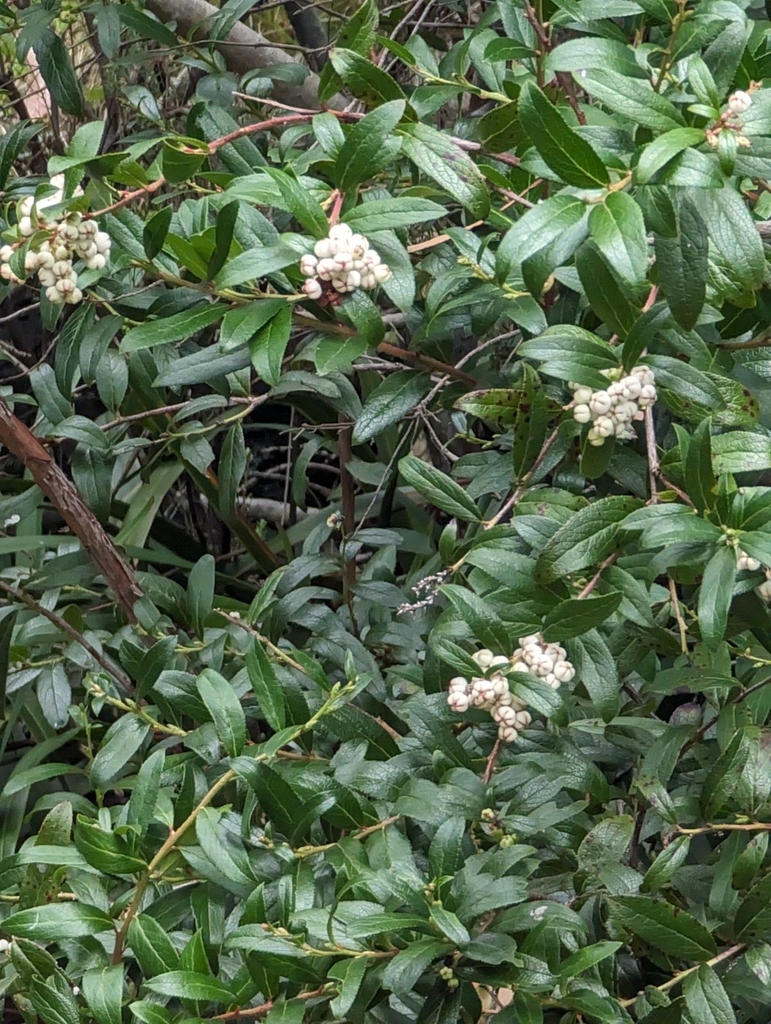 wax-berry from Ngarigo NSW, Australia on February 29, 2024 by zhoandzho ...