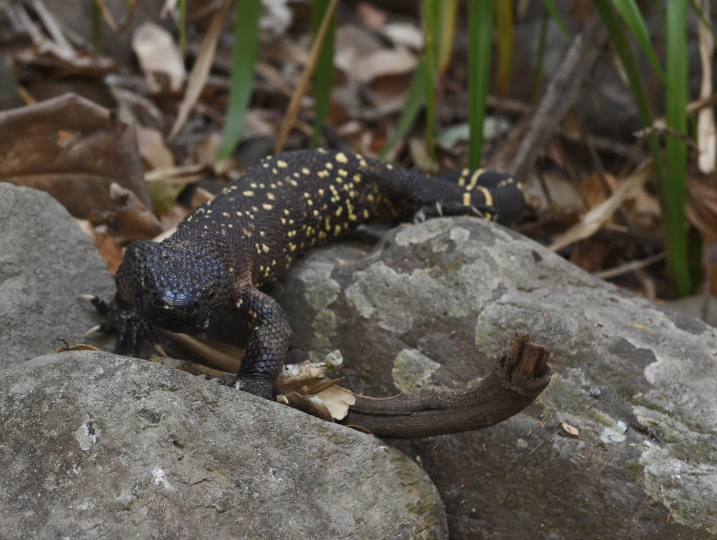 Beaded Lizard in April 2019 by ojodelcielo · iNaturalist