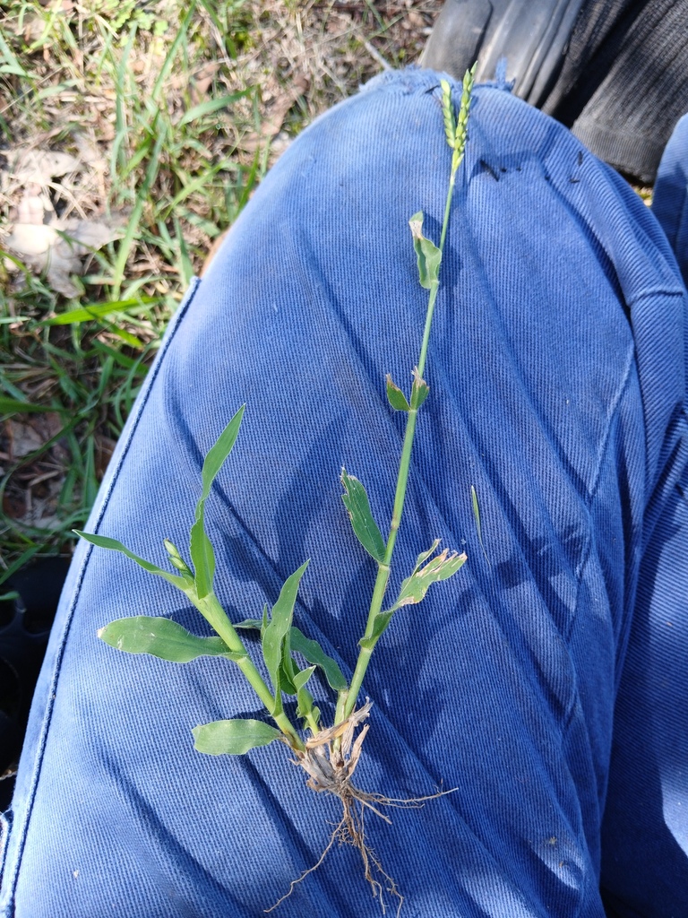Liverseed Grass from Silverdale NSW 2752, Australia on February 29 ...