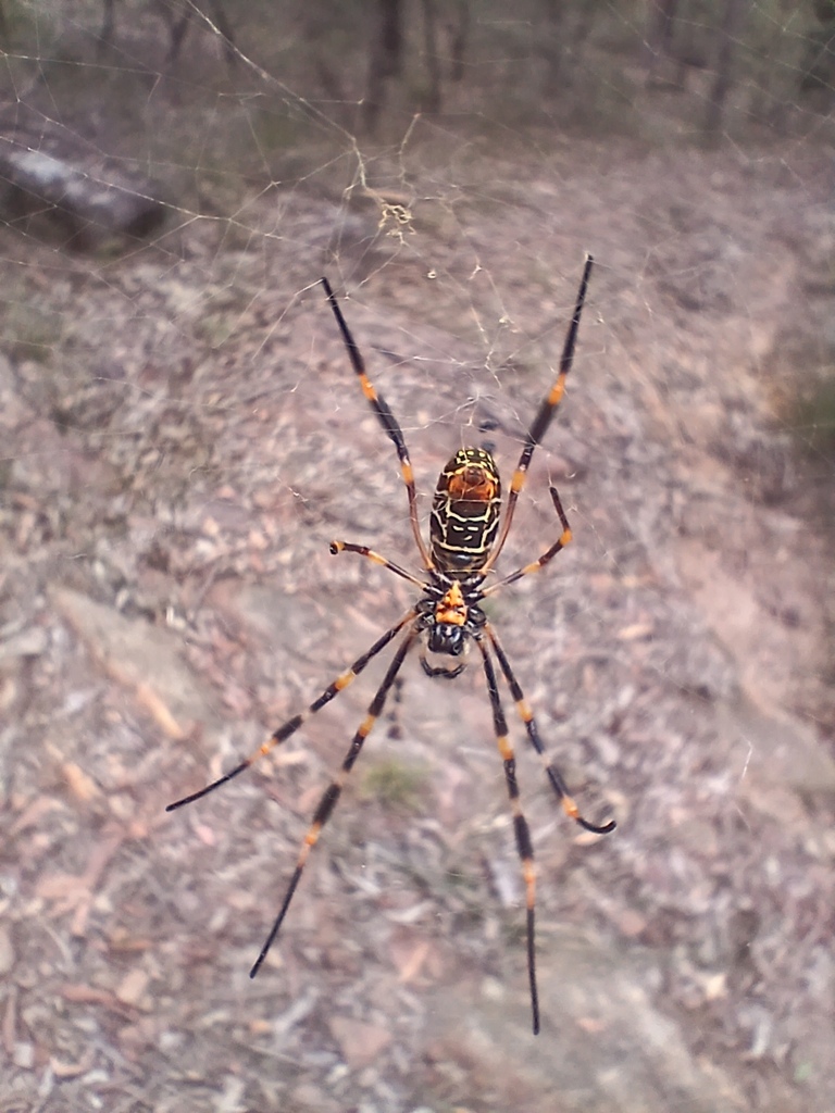 Tiger Spider from Silverdale NSW 2752, Australia on February 29, 2024 ...