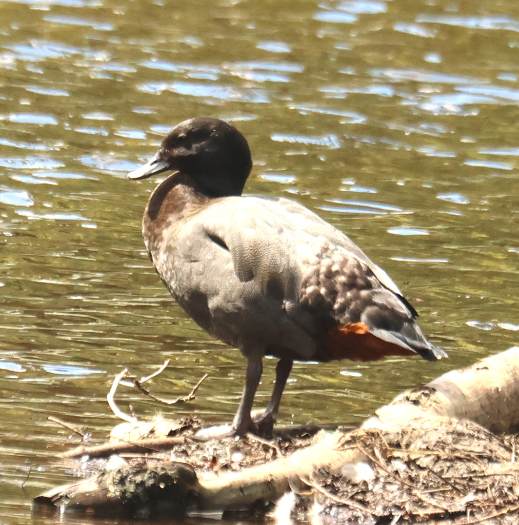 Paradise Shelduck from The Domain, Ashburton, New Zealand on February ...