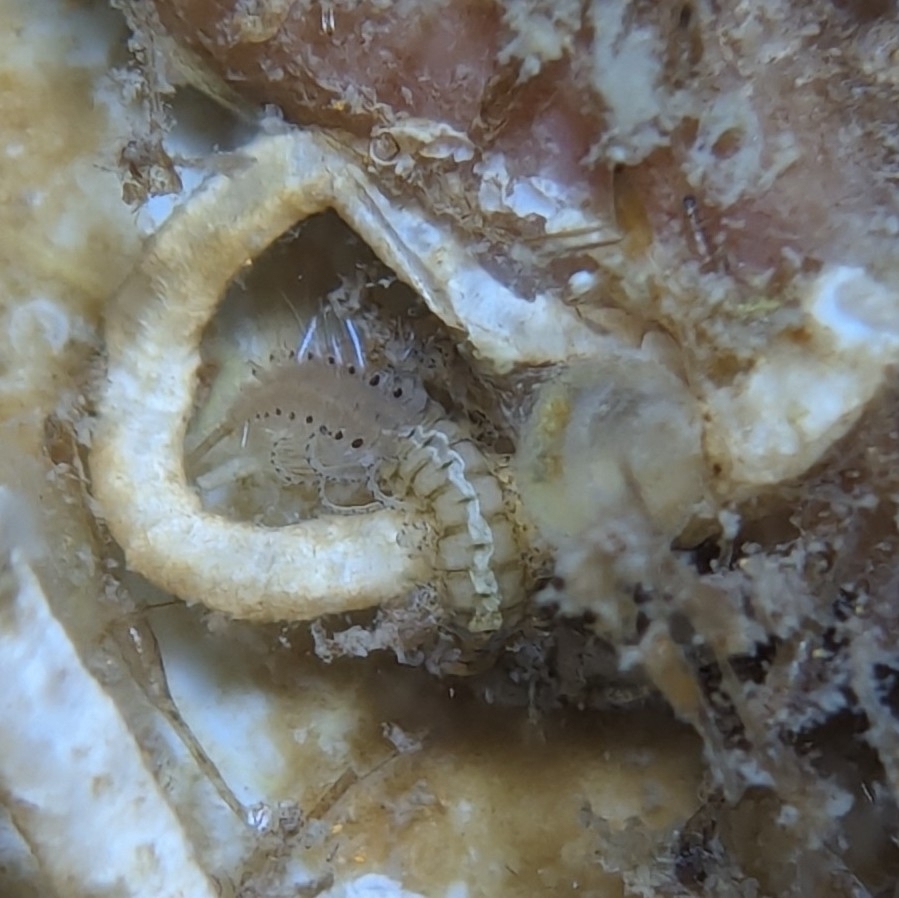 Segmented Worms from Brisbane QLD, Australia on February 29, 2024 at 02 ...