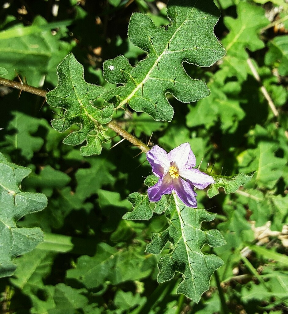 Forest Nightshade from Lowther NSW 2790, Australia on February 28, 2024 ...