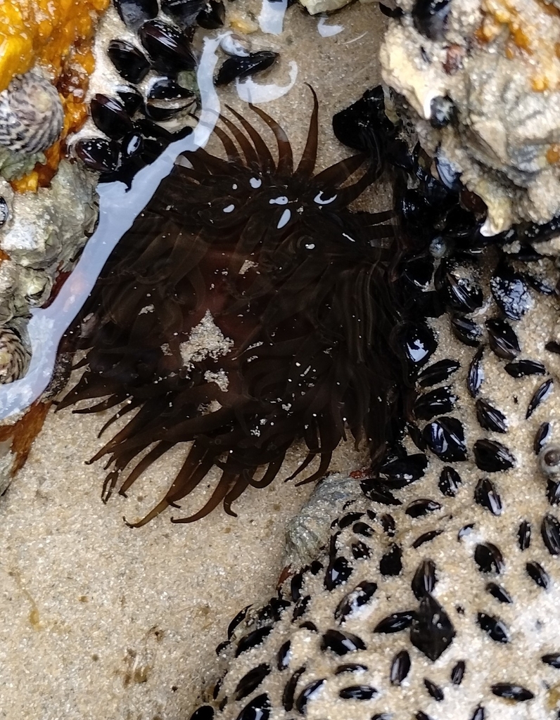 Green snakelock anemone from Australia on February 17, 2024 at 11:13 AM ...