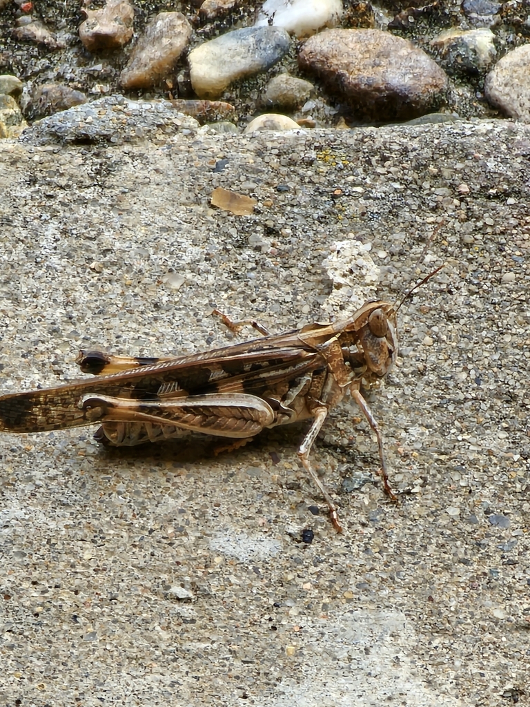 Australian Plague Locust from Cherrybrook NSW 2126, Australia on ...