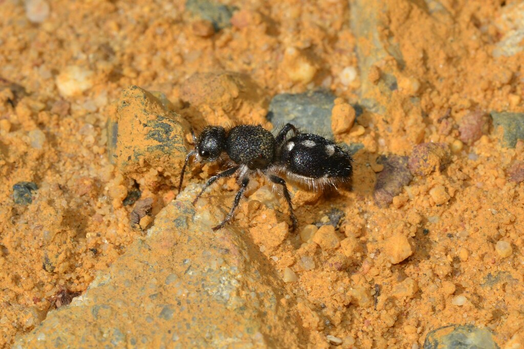 Velvet Ants from Perth WA, Australia on February 27, 2024 at 12:12 PM ...