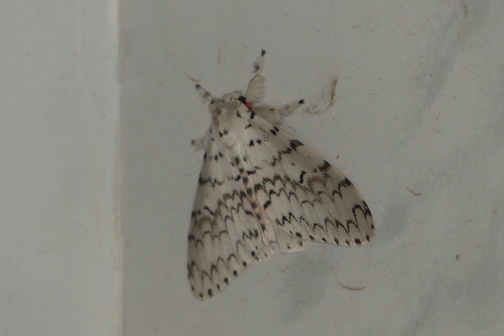 Lymantria brotea lepcha from RW8F+PJ9 Montha Than Waterfall Trailhead ...