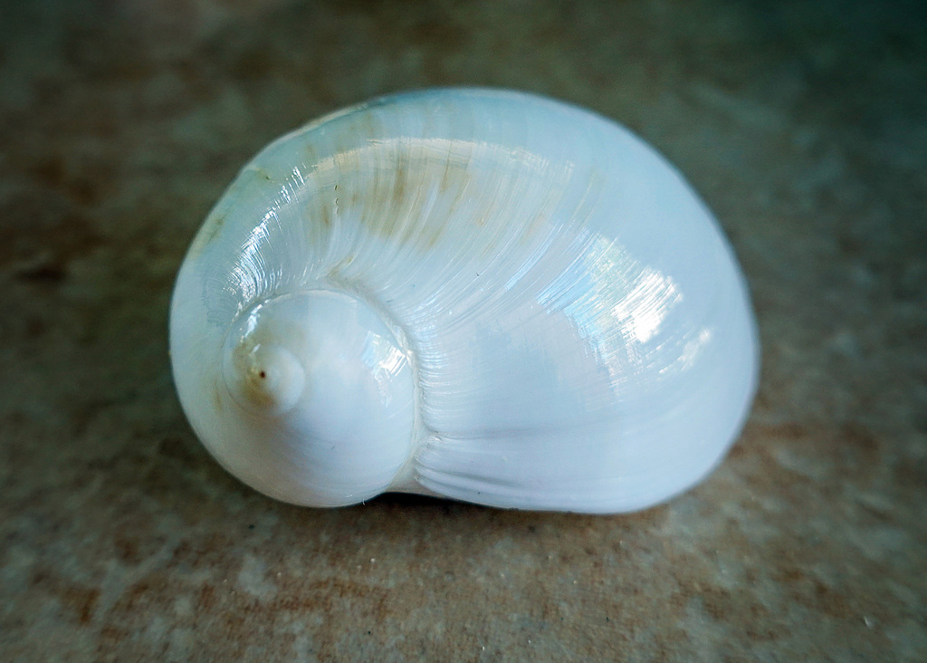 Pear-shaped Sand Snail from Bundegi, Exmouth, WA, Australia on February ...