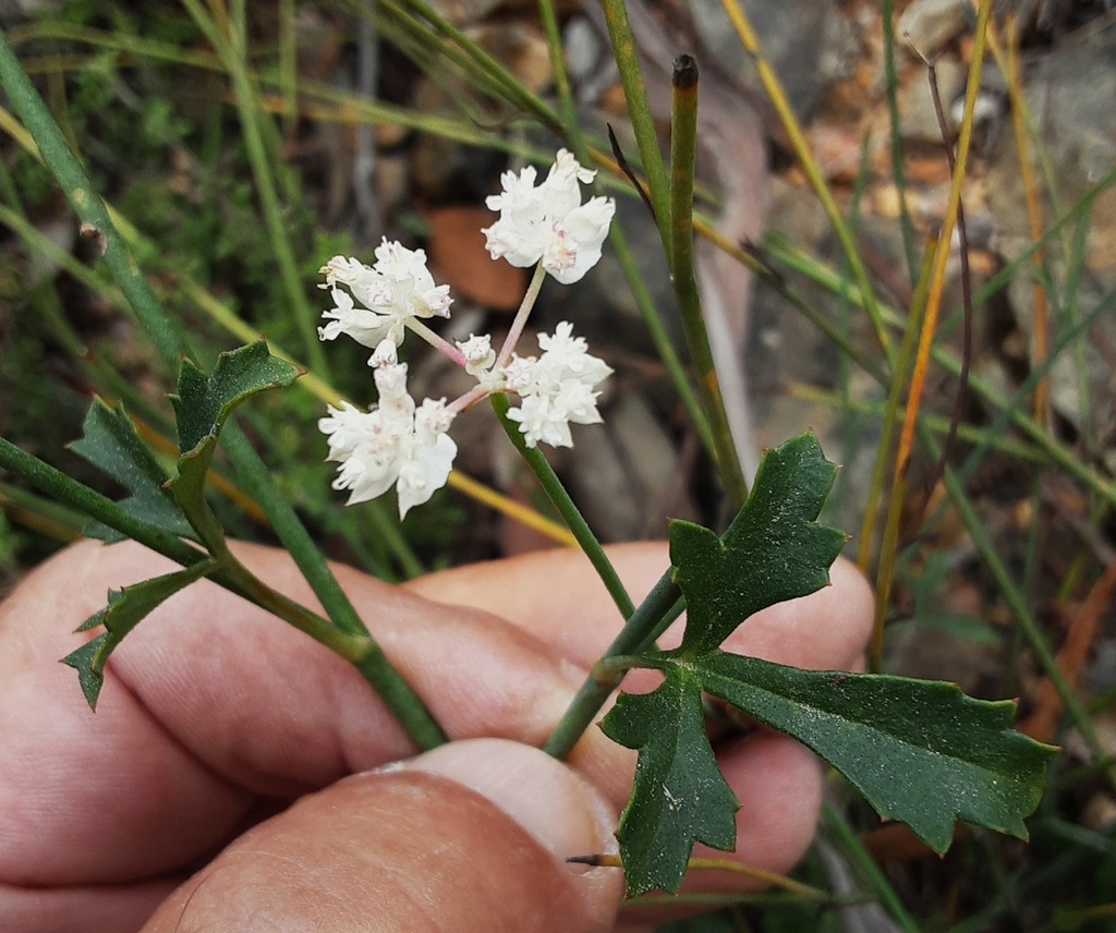 Xanthosia atkinsoniana from Kanangra-Boyd National Park, Jenolan NSW ...